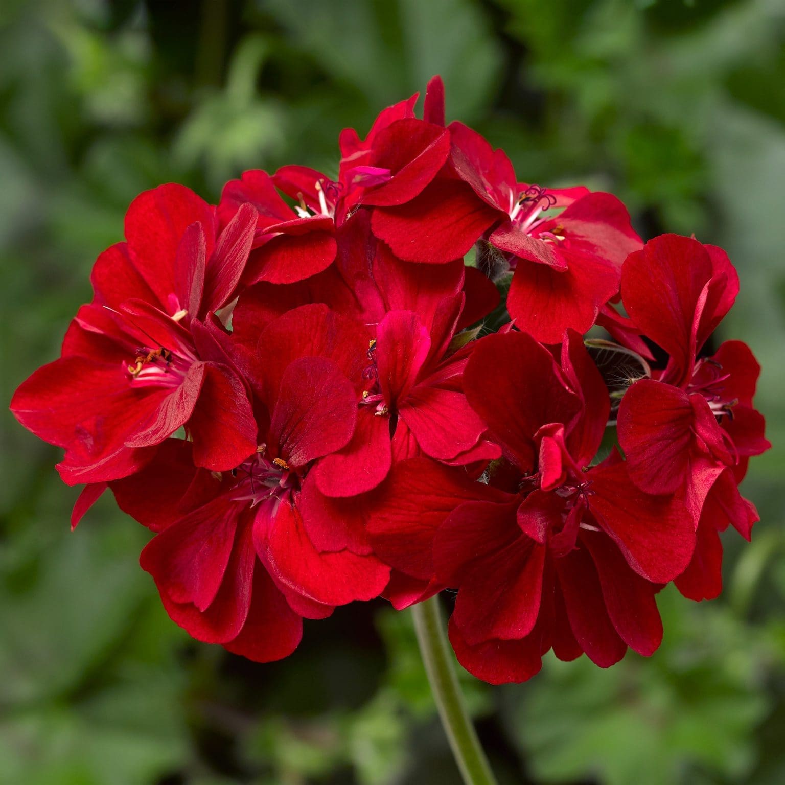 Ivy League Red Ivy Geranium - Pahl's Market - Apple Valley, MN