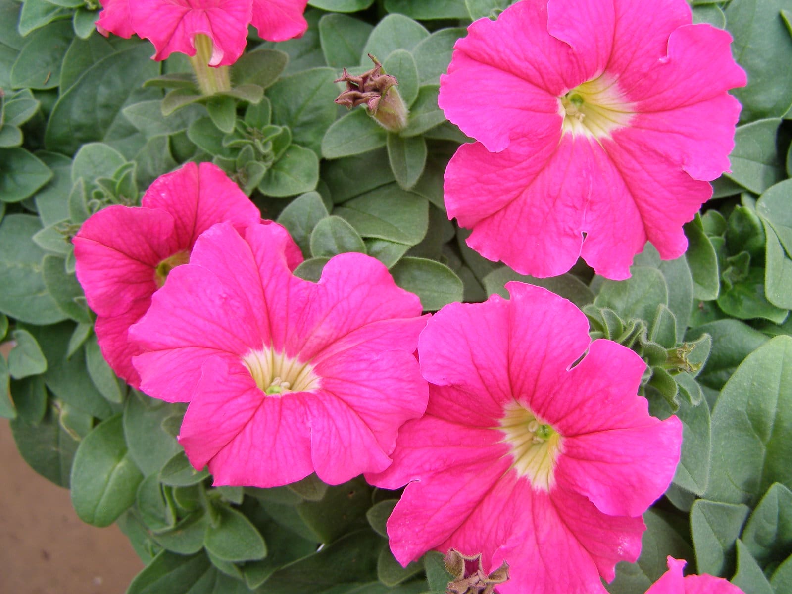 Rose Petunia - Plant Library - Pahl's Market - Apple Valley, MN