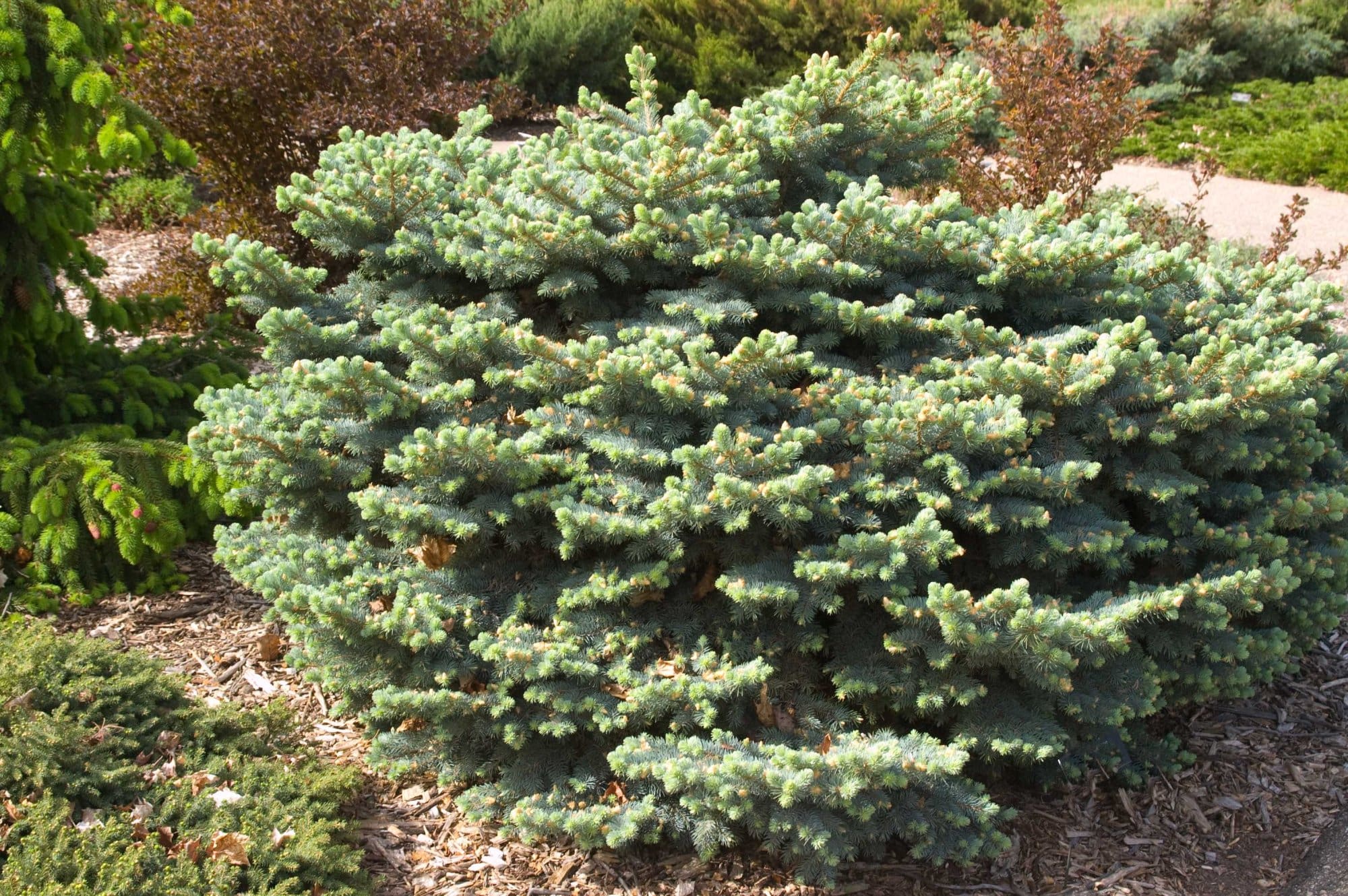 Globe Blue Spruce - Plant Library - Pahl's Market - Apple Valley, MN