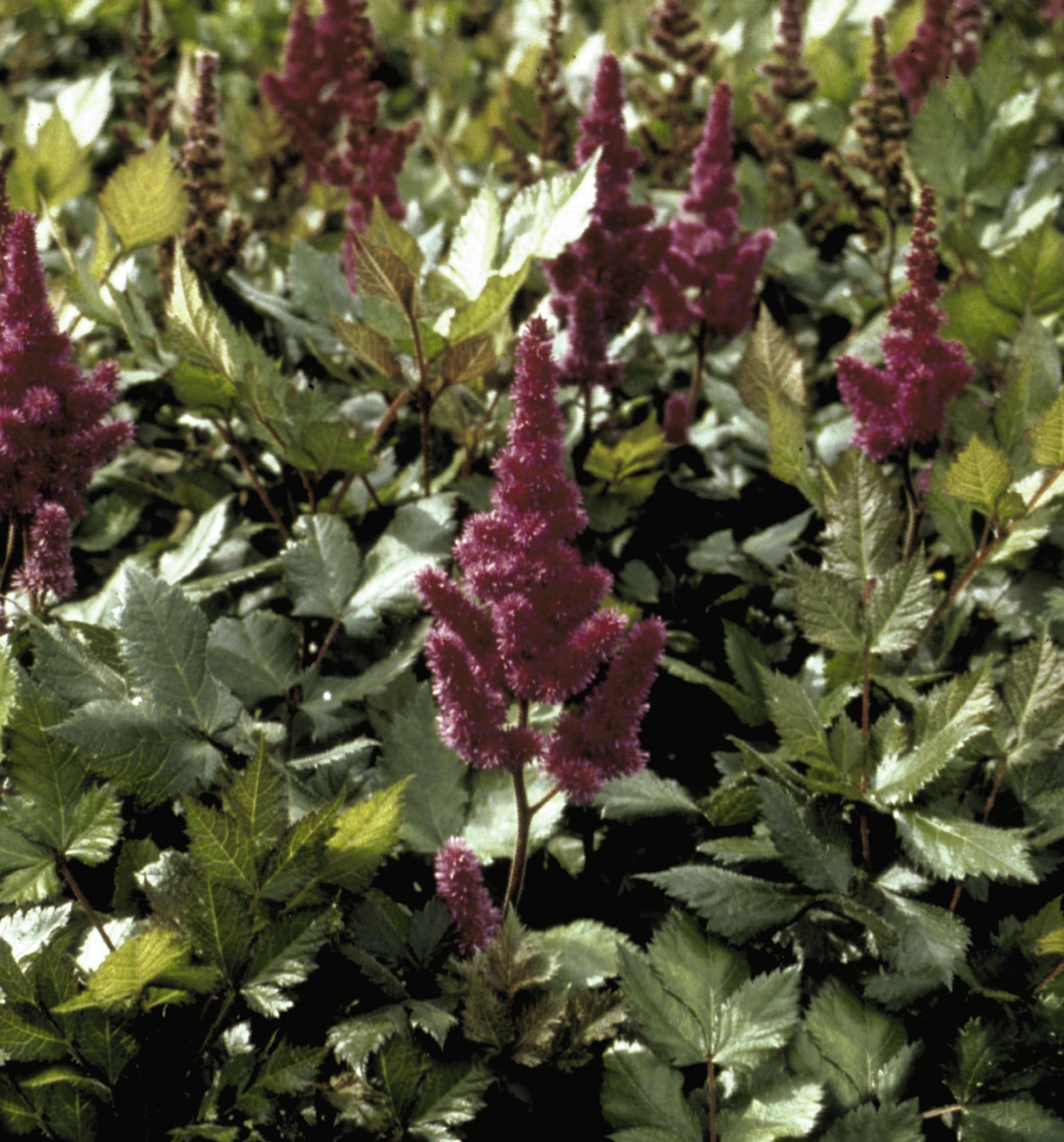 Visions in Red Astilbe - Plant Library - Pahl's Market - Apple Valley, MN