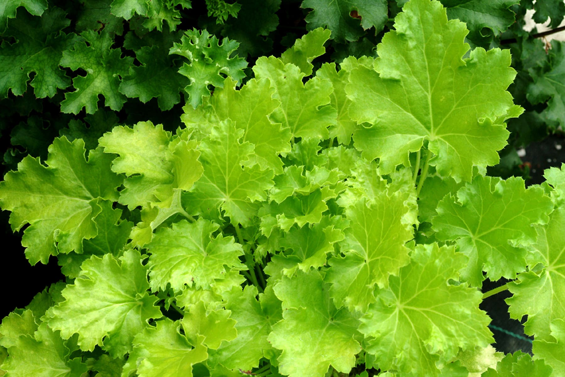 2020 Fundraising Order Form Sample - Pahl's Market - Apple Valley, MN