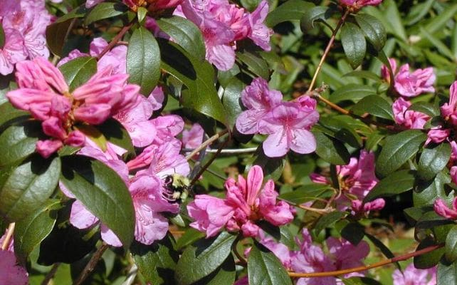 Aglo Rhododendron - Plant Library - Pahl's Market - Apple Valley, MN