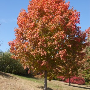Fall Fiesta Sugar Maple - Plant Library - Pahl's Market - Apple Valley, MN