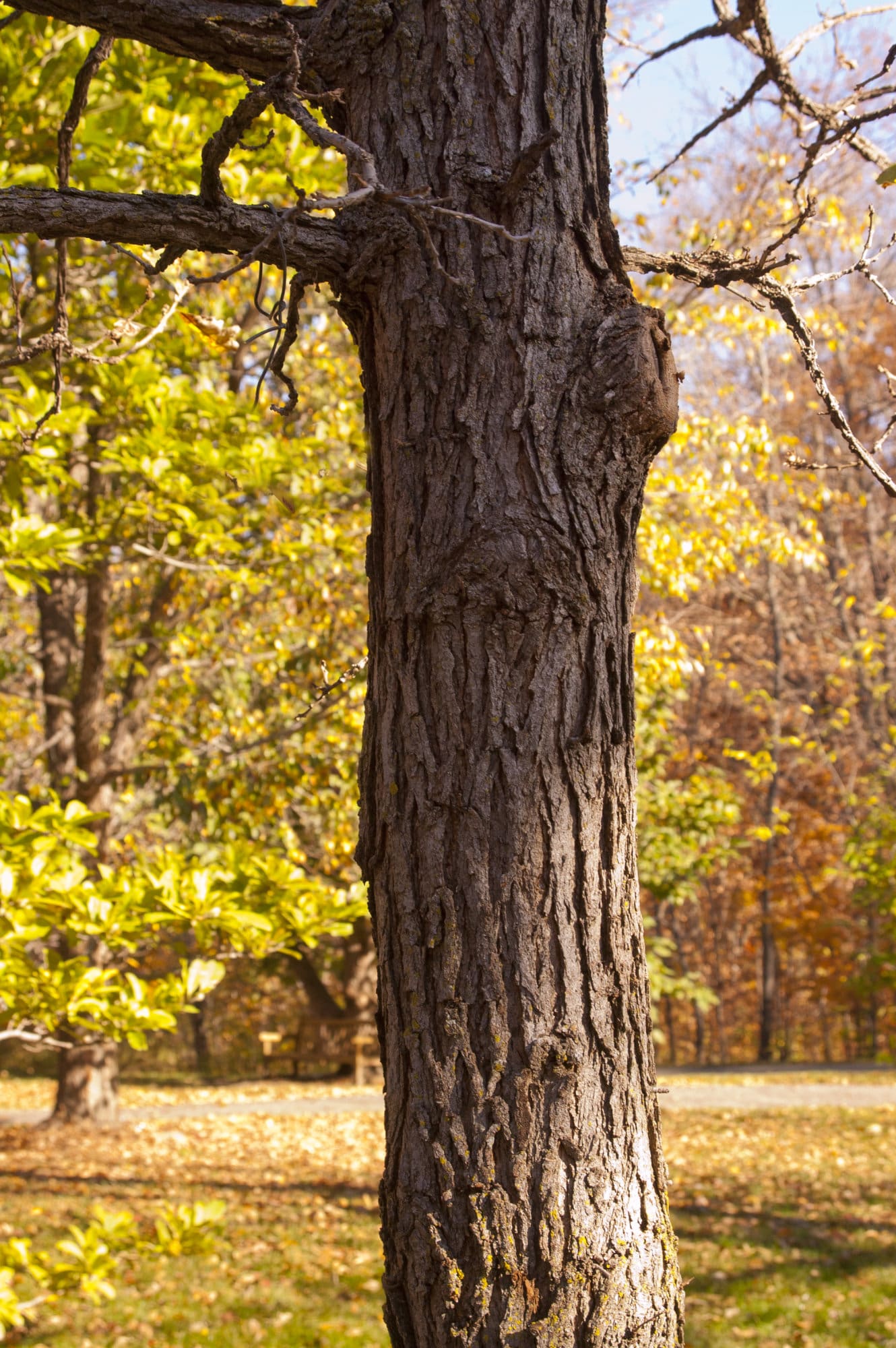 Bur Oak - Plant Library - Pahl's Market - Apple Valley, MN