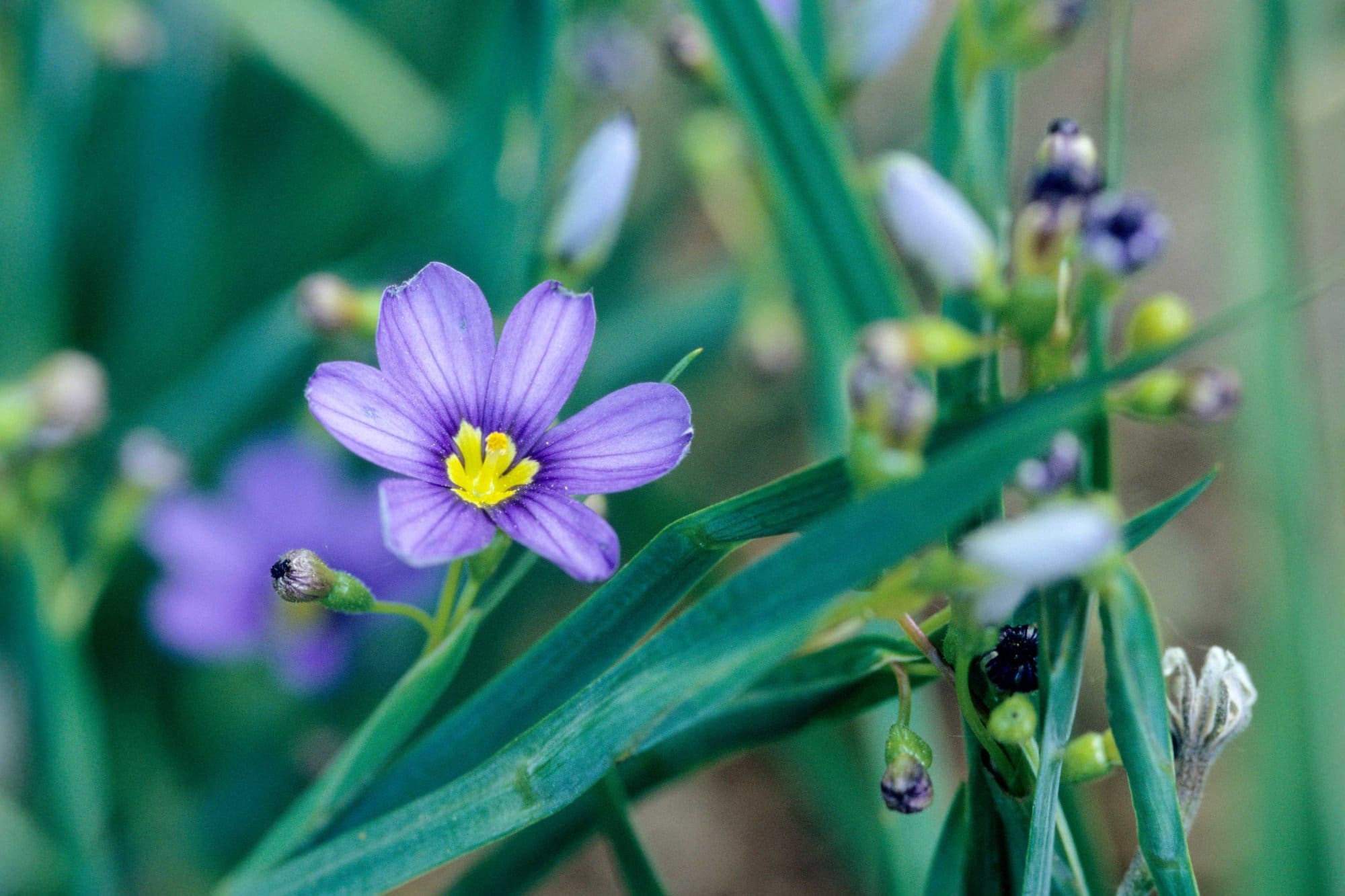 Sisyrinchium Blue Eyed Grass Plant Library Pahls Market Apple Valley Mn
