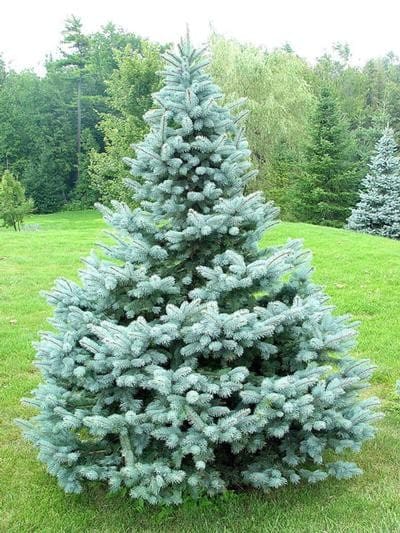 Baby Blue Eyes Spruce - Plant Library - Pahl's Market - Apple Valley, MN