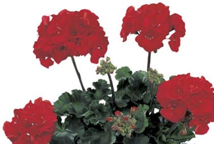 Geranium Tango Velvet Red