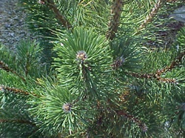 Mugo Tannenbaum Pine - Plant Library - Pahl's Market - Apple Valley, MN