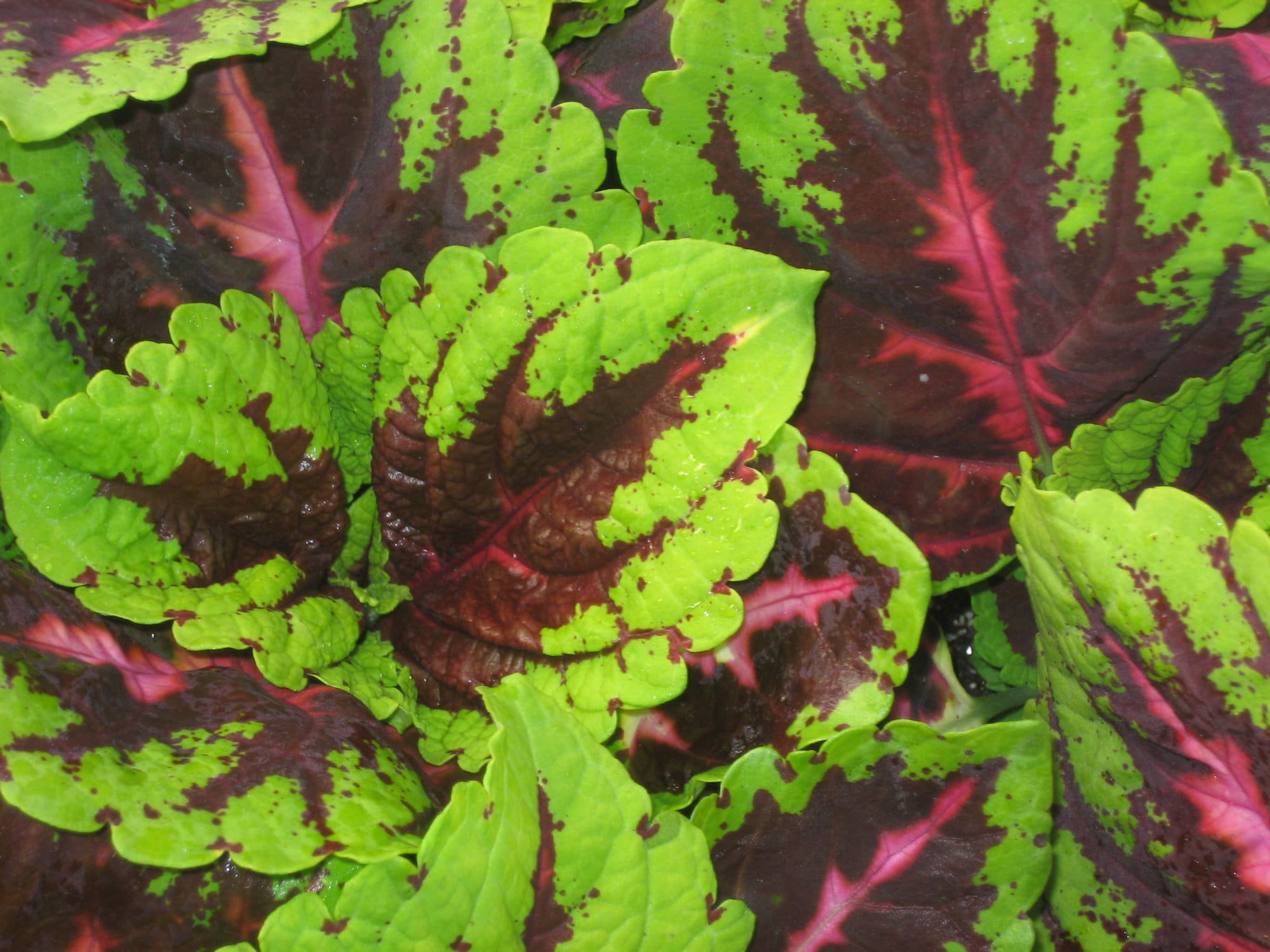 Kong Red Coleus - Plant Library - Pahl's Market - Apple Valley, MN