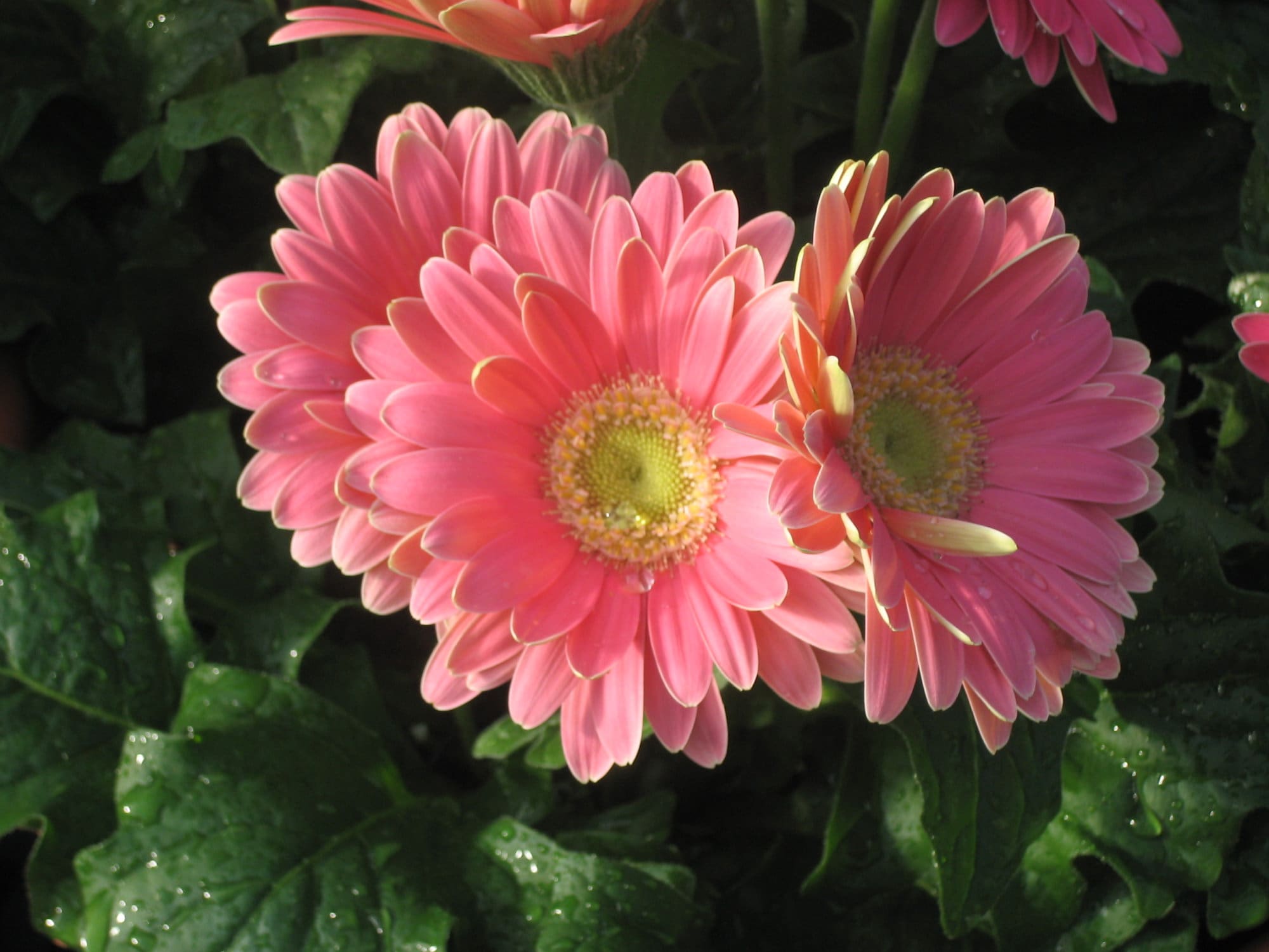 Royal Rose Gerbera - Pahl's Market - Apple Valley, MN