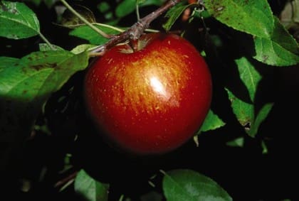 Haralson Apple - Plant Library - Pahl's Market - Apple Valley, MN