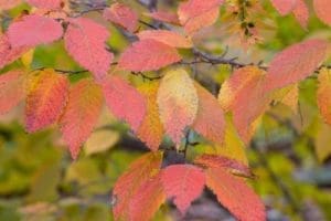 Blue Beech - Pahl's Market - Apple Valley, MN