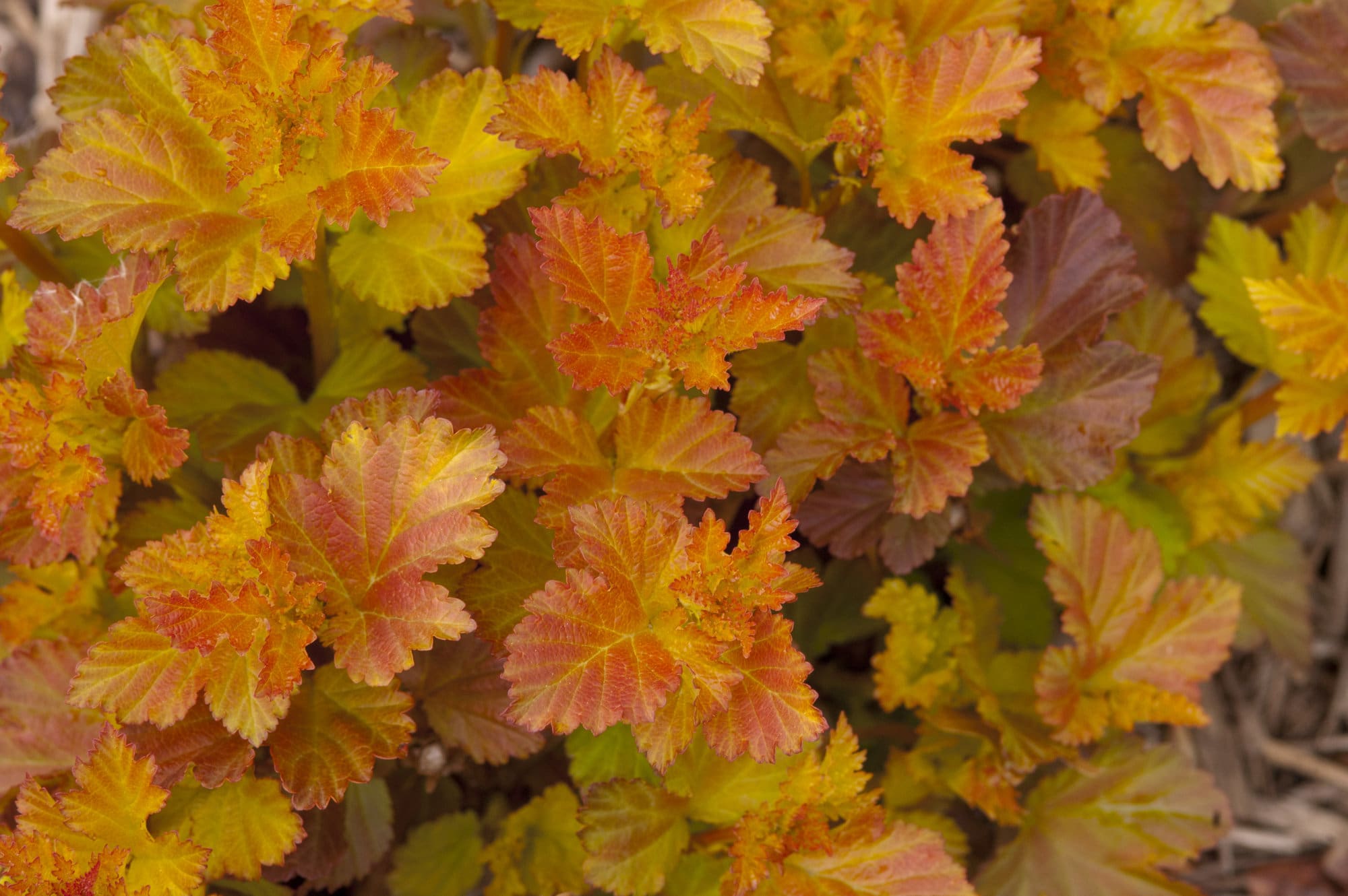Amber Jubilee Ninebark - Plant Library - Pahl's Market - Apple Valley, MN