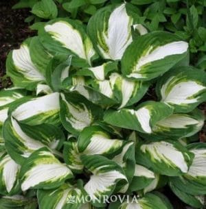 Enterprise Hosta - Pahl's Market - Apple Valley, MN