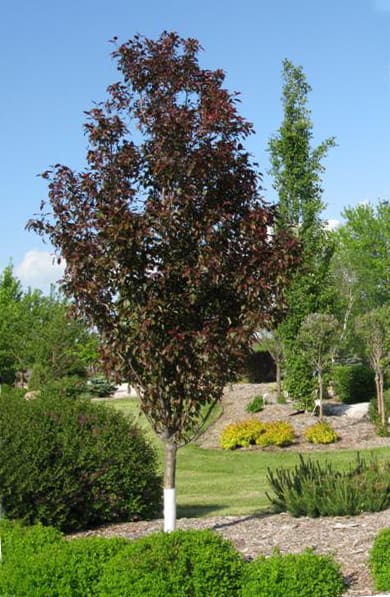 Gladiator Crabapple - Plant Library - Pahl's Market - Apple Valley, MN