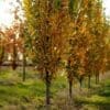 The Regal Prince Oak: A Stately Feature in the Home Landscape - Pahl's ...