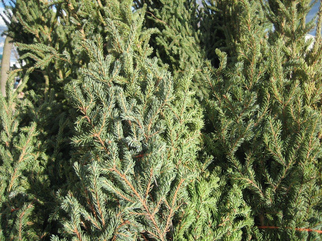 Spruce Tips - Pahl's Market - Apple Valley, MN