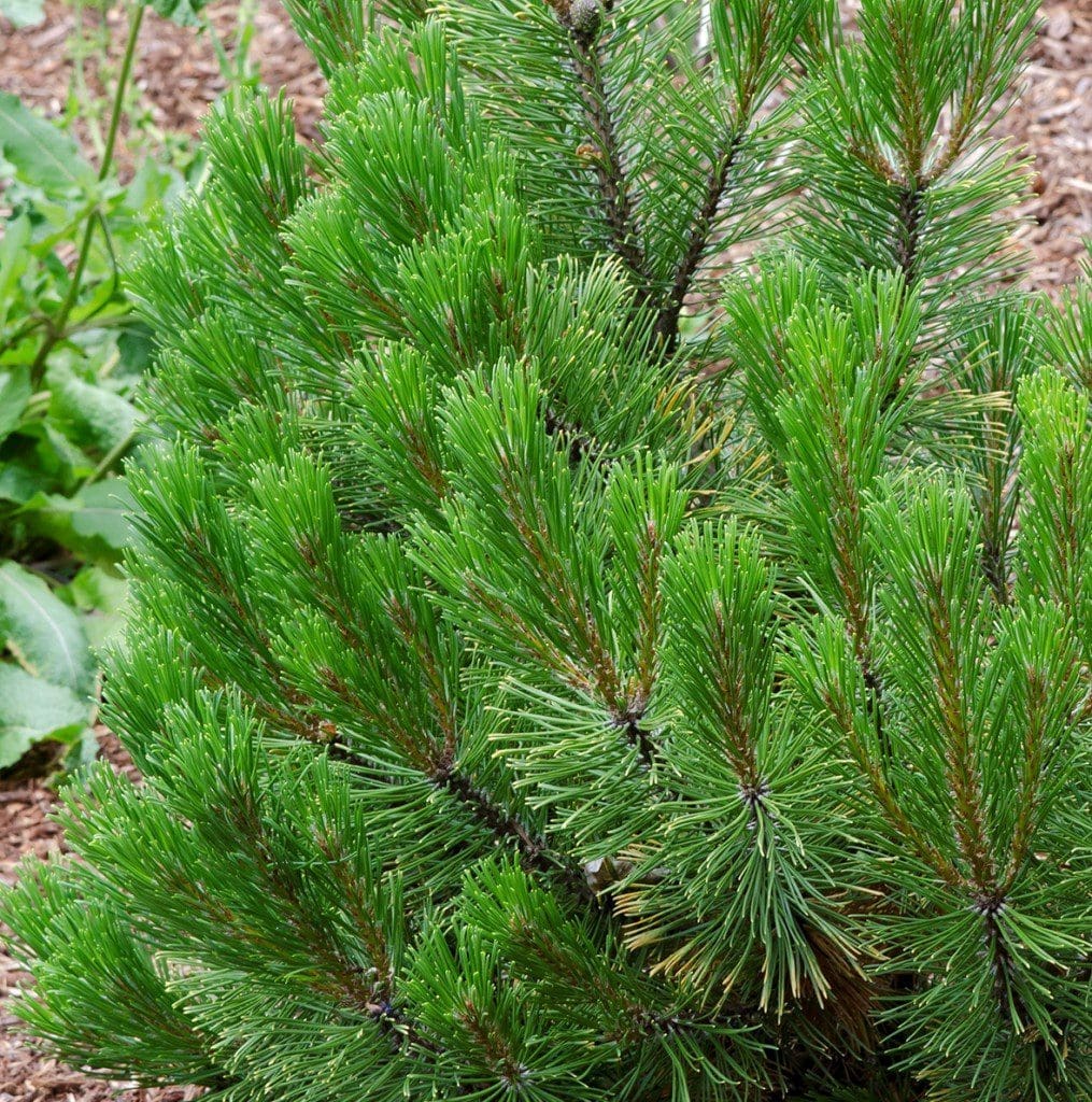 Carsten's Wintergold Mugo Pine - Pahl's Market - Apple Valley, MN