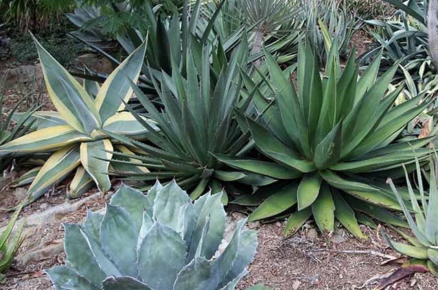 Assorted Agave - Plant Library - Pahl's Market - Apple Valley, MN