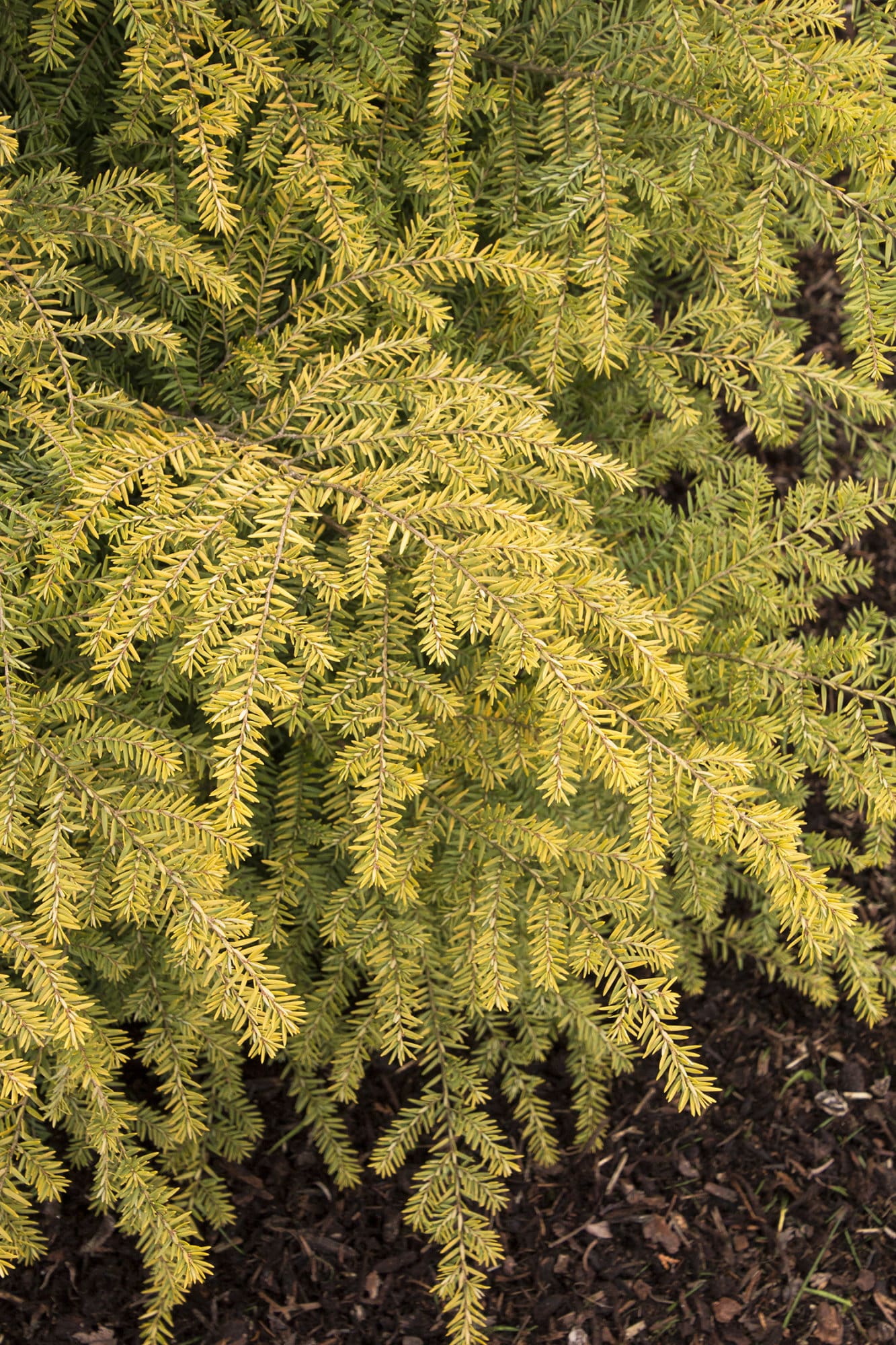 Golden Duke Eastern Hemlock - Plant Library - Pahl's Market - Apple ...