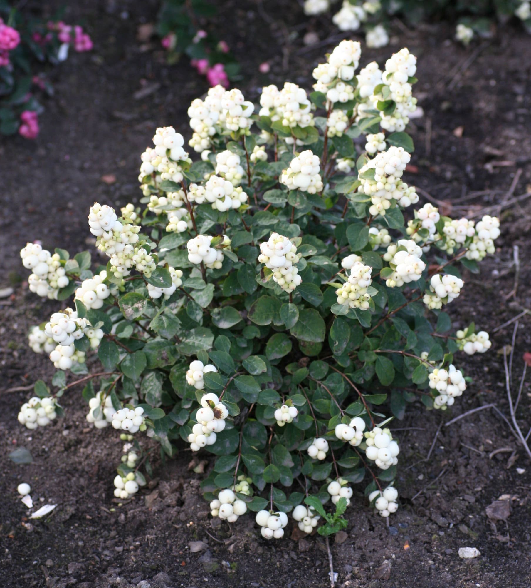Galaxy Snowberry - Plant Library - Pahl's Market - Apple Valley, MN