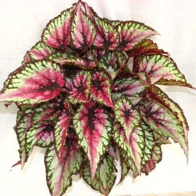 Salsa Rex Begonia - Plant Library - Pahl's Market - Apple Valley, MN