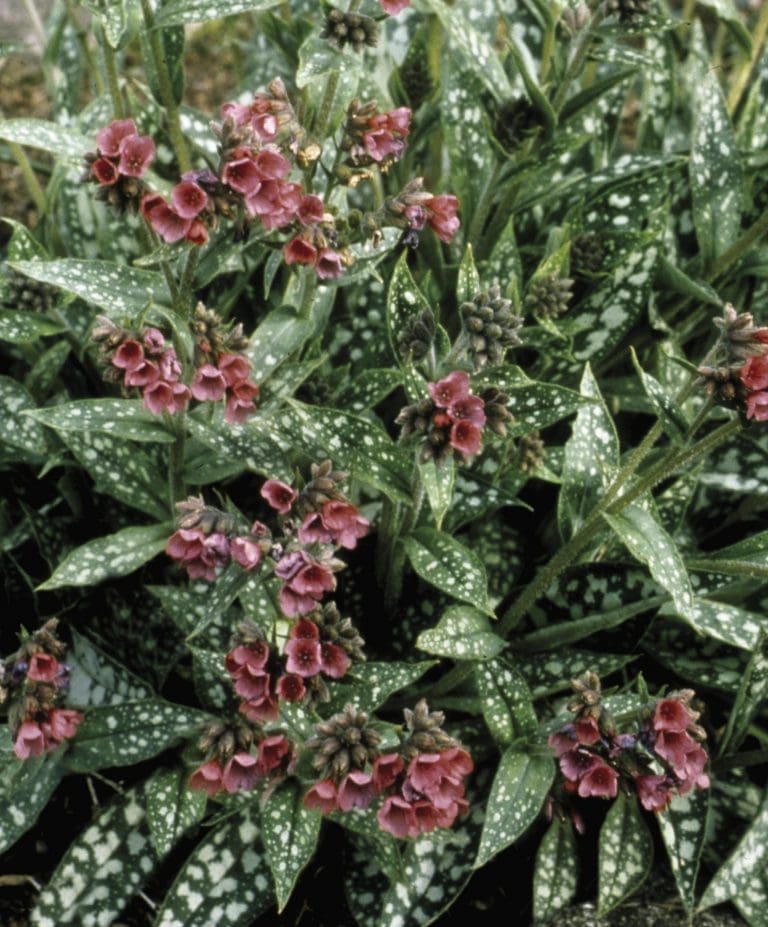 Raspberry Splash Lungwort - Pahl's Market - Apple Valley, MN