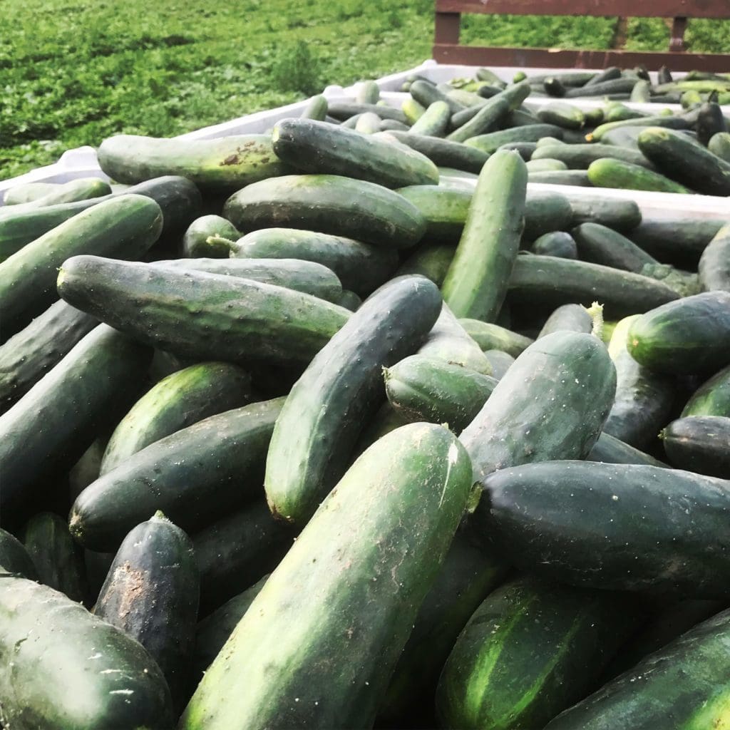 Cucumbers - Pahl's Market - Apple Valley, MN