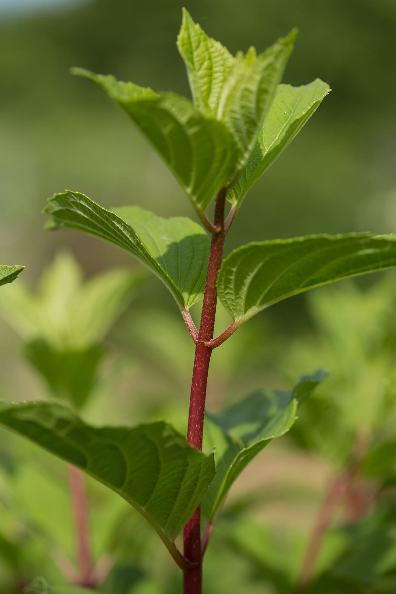 Diamond Rouge Hydrangea - Plant Library - Pahl's Market - Apple Valley, MN