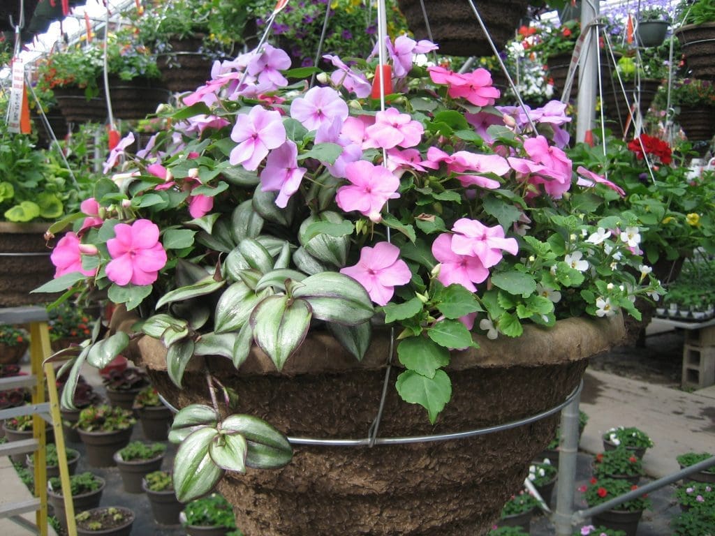 Moss Basket Care Guide - Pahl's Market - Apple Valley, MN