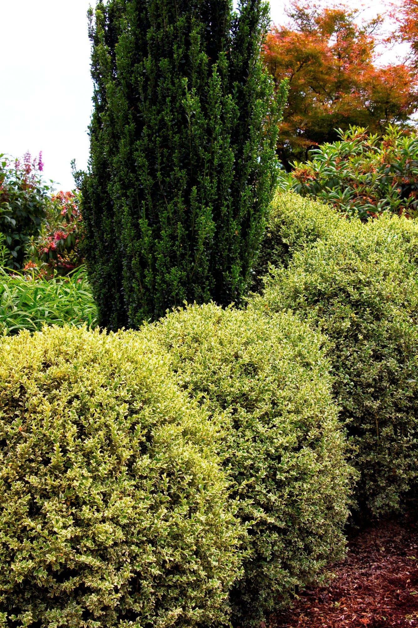 Variegated English Boxwood - Plant Library - Pahl's Market - Apple ...