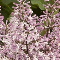 Early Blooming, Cold Hardy, Pollinator Magnets - Pahl's Market - Apple ...