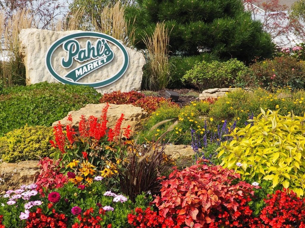 What is a Doreanthus plant and how is it best maintained? - Pahl's Market
