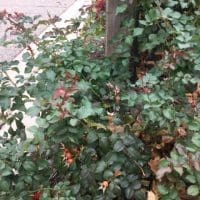 Roses are Always Greener on the Other Side of the Fence - Pahl's Market ...