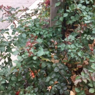 Roses are Always Greener on the Other Side of the Fence - Pahl's Market ...