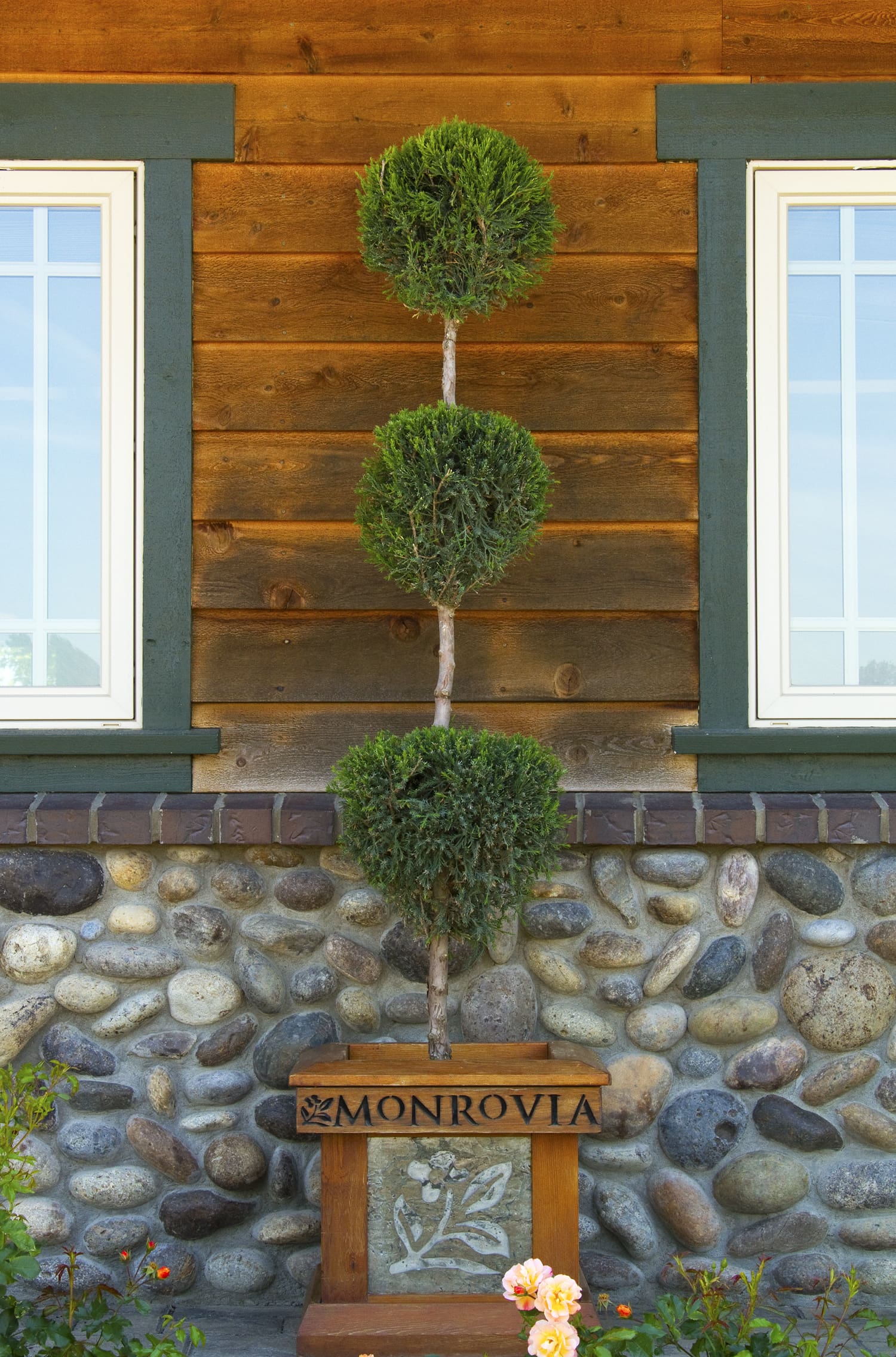 Green Columnar Juniper - Topiary - Plant Library - Pahl's Market ...