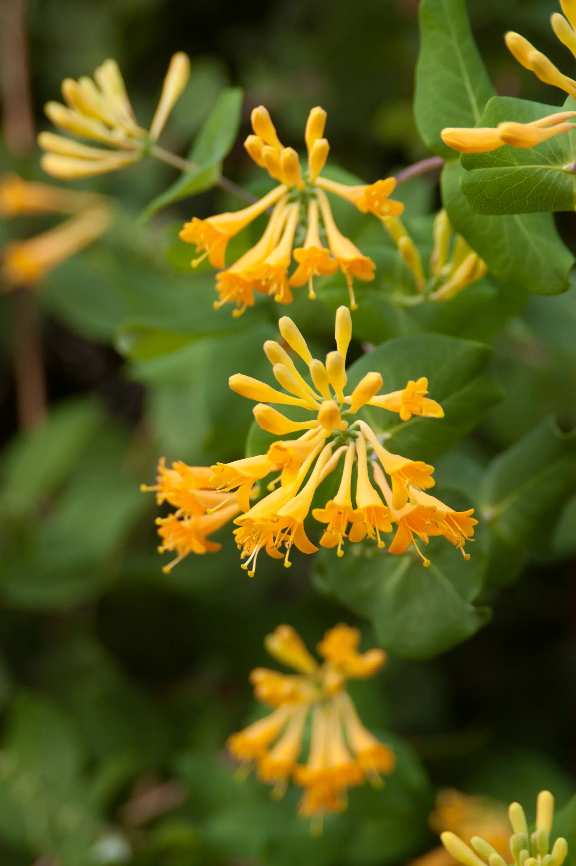 Honeysuckle Flower Plant