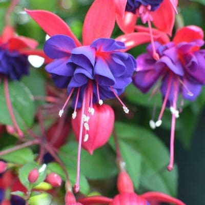Dark Eyes Trailing Fuchsia - Pahl's Market - Apple Valley, MN