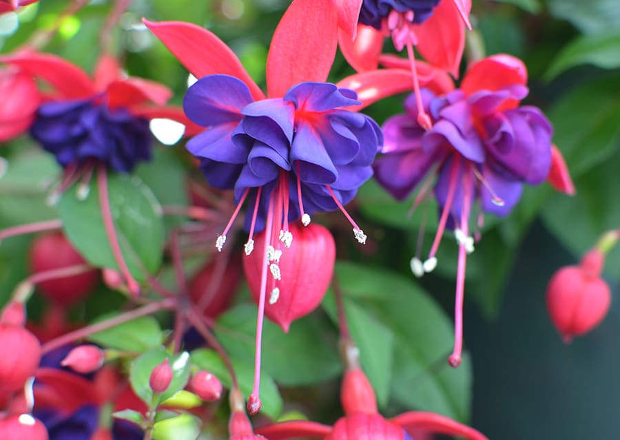 Blue Eyes Trailing Fuchsia - Plant Library - Pahl's Market - Apple ...
