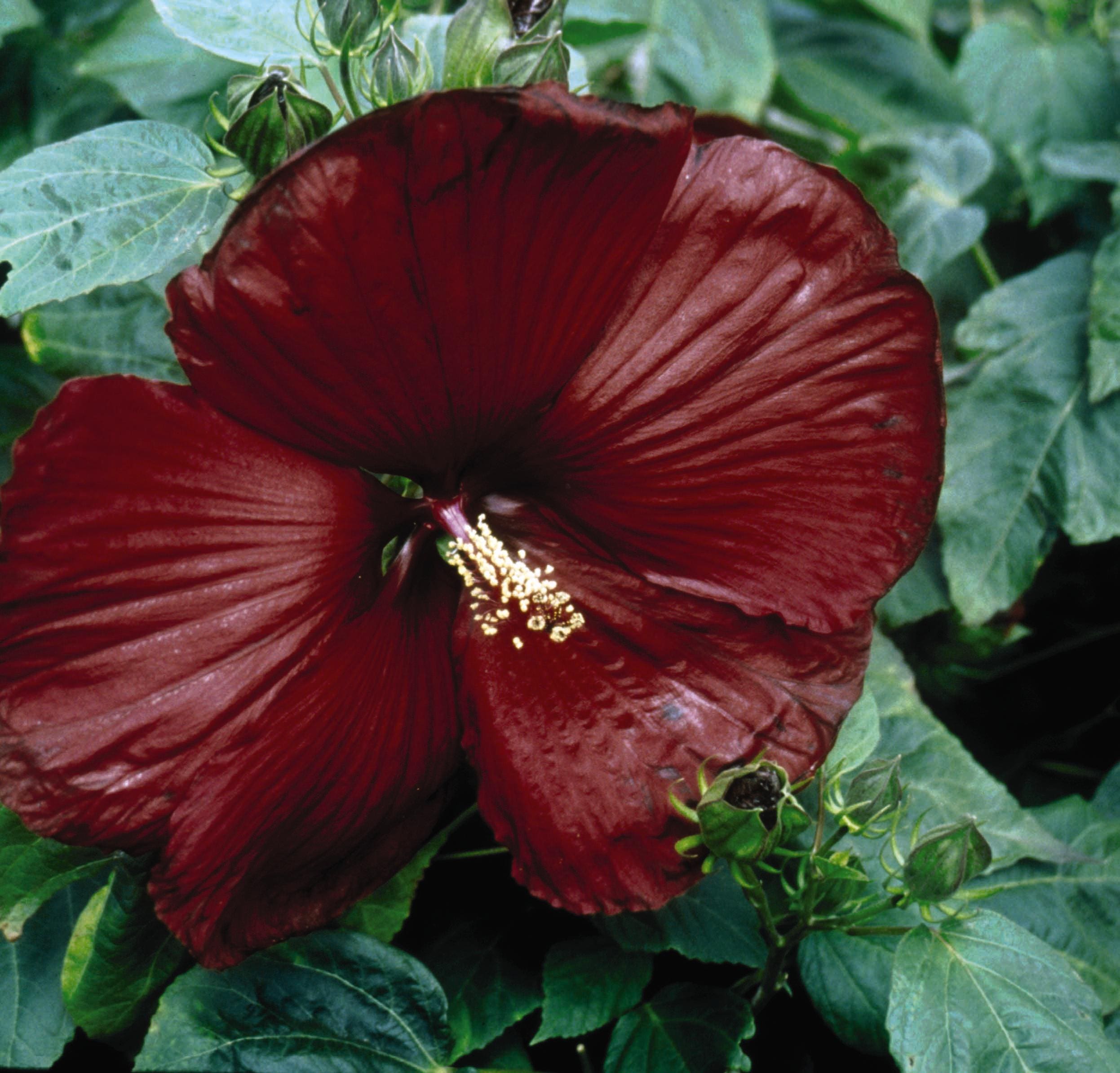 Cristi Hibiscus Plant Library Pahl s Market Apple Valley MN