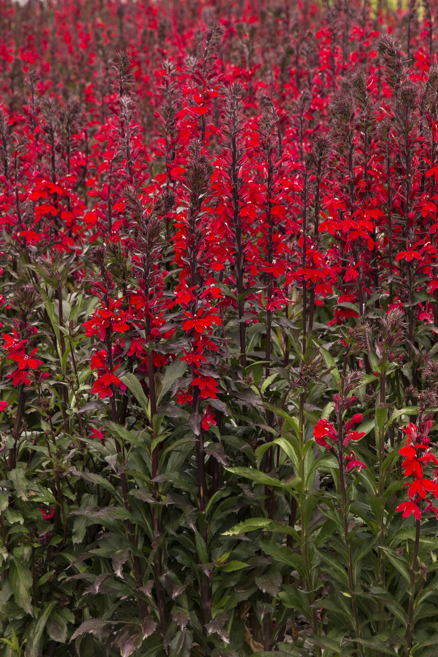 Fan Scarlet Lobelia - Plant Library - Pahl's Market - Apple Valley, MN