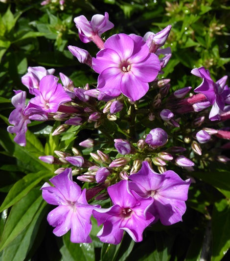 Early Purple Eye Dwarf Garden Phlox - Plant Library - Pahl's Market ...