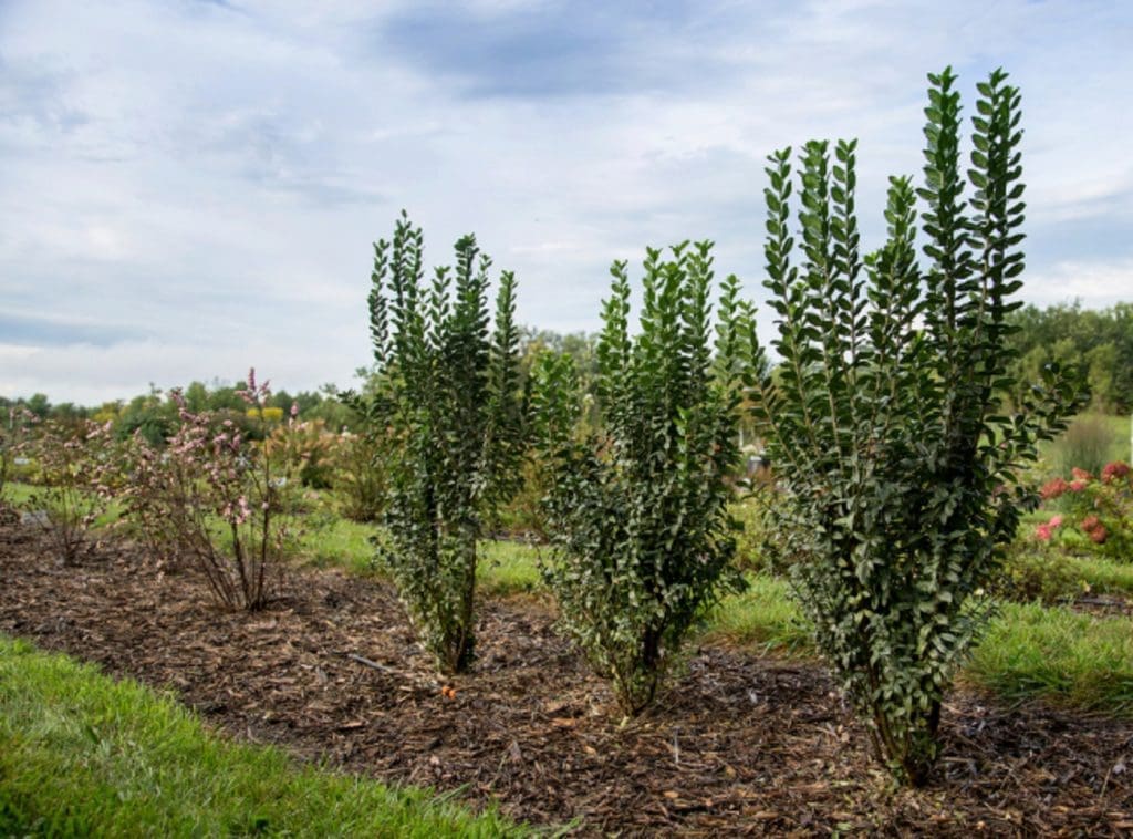 Straight Talk Privet - Pahl's Market - Apple Valley, MN Straight Talk Privet - Pahl's Market - Apple Valley, MN