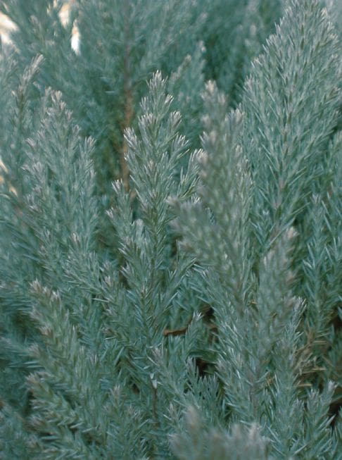 Medora Juniper - Plant Library - Pahl's Market - Apple Valley, MN