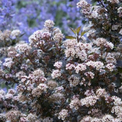 Fireside Ninebark - Pahl's Market - Apple Valley, MN