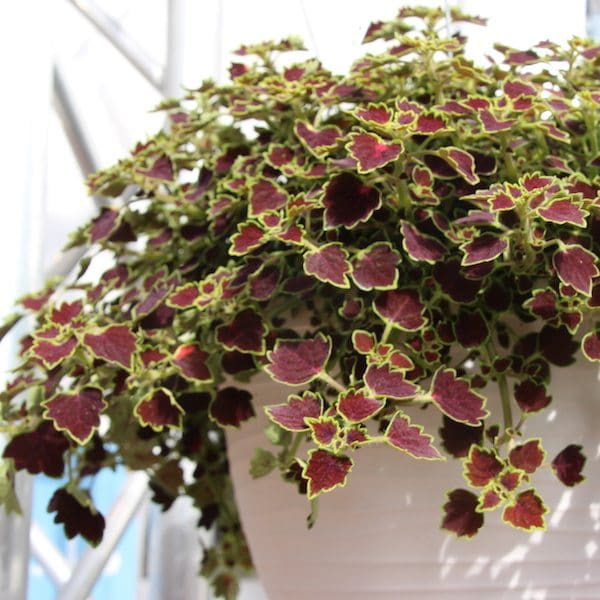 Great Falls Niagara Trailing Coleus - Plant Library - Pahl's Market ...