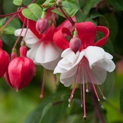 Dark Eyes Trailing Fuchsia - Pahl's Market - Apple Valley, MN