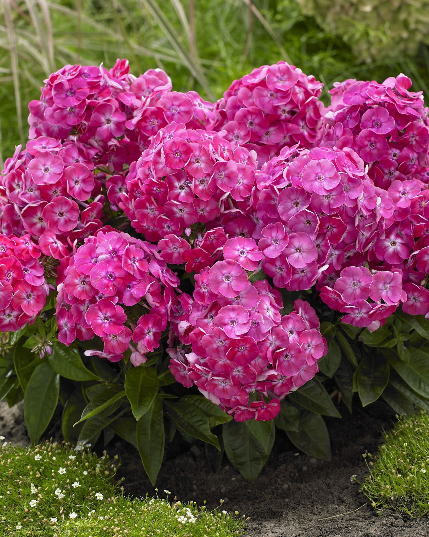 Bambini Sweet Tart Dwarf Garden Phlox - Plant Library - Pahl's Market ...
