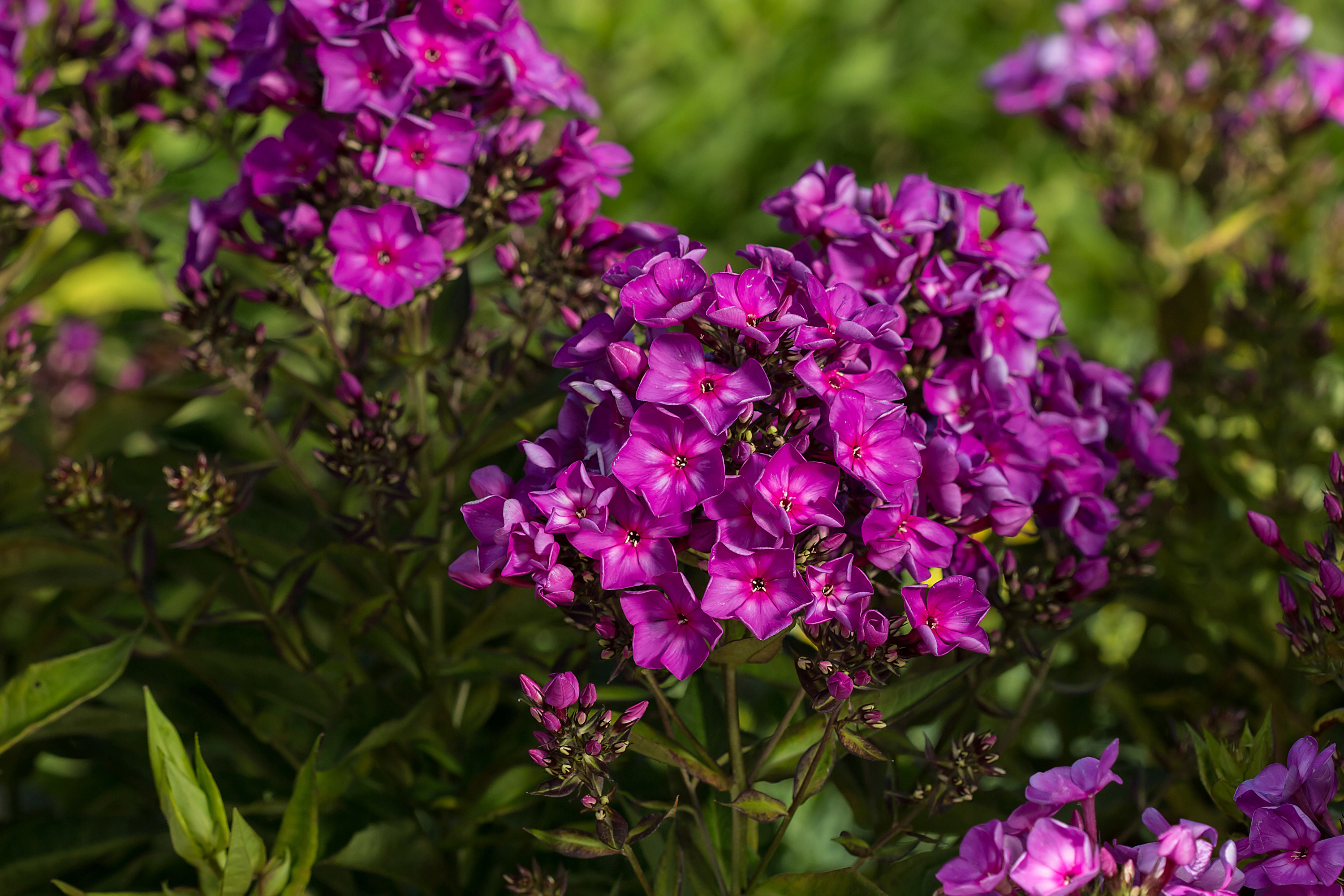 Grape Lollipop Dwarf Garden Phlox - Plant Library - Pahl's Market ...