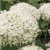 Designing with Seaside Serenade Hydrangeas - Pahl's Market - Apple ...